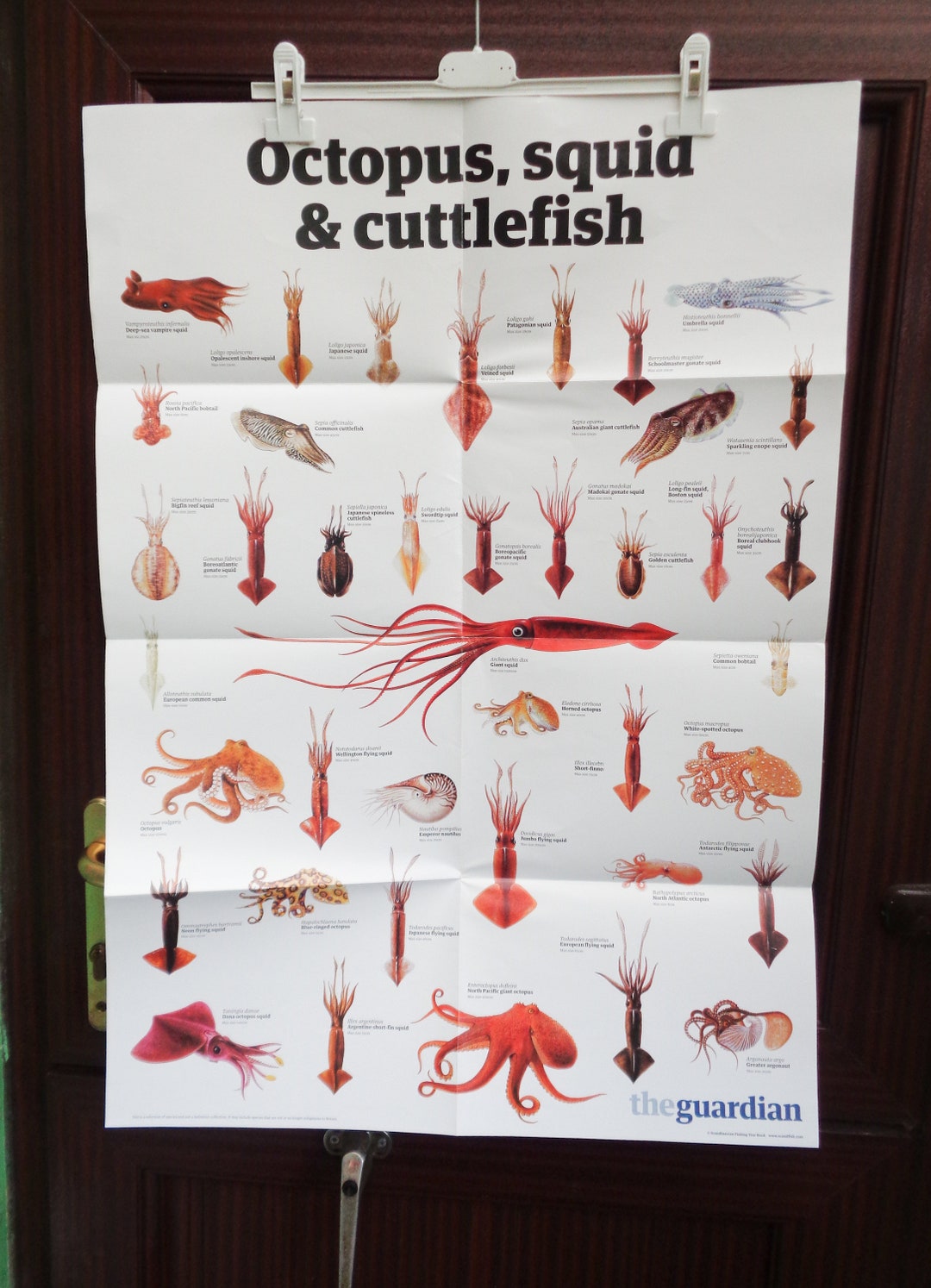 Large Wall Chart - Octopus, Squid and Cuttlefish - the Guardian - Etsy