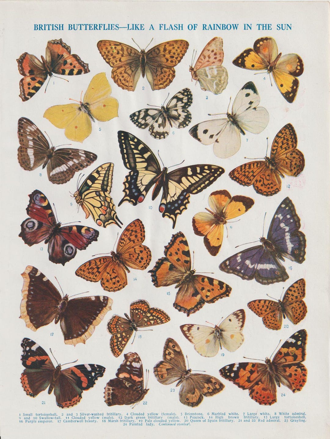 Vintage 1920s Coloured Double-sided Bookplate Butterflies - Etsy