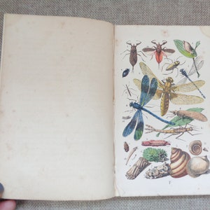 Scarce Antique 1858 Book - the Common Objects of the Country by Rev J.G ...