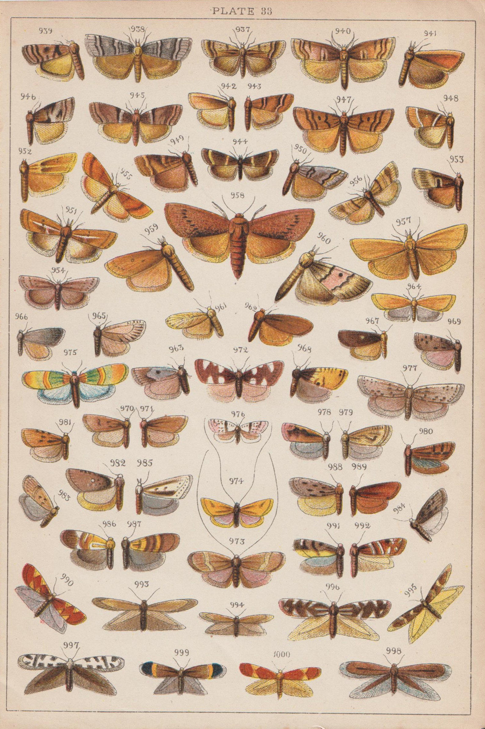 Antique Lithographic Moths Book Plate Great for Framing plate 33 - Etsy