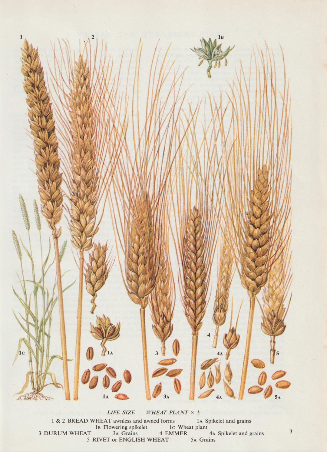 Vintage Coloured Botanical Print Wheat Ideal for Framing 3 - Etsy