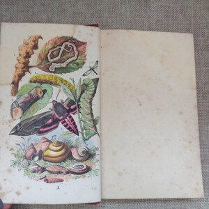 Scarce Antique 1858 Book - the Common Objects of the Country by Rev J.G ...