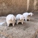 One Small Ceramics White Sheep, Porcelain, Handmade, Ceramic Sculpture ...
