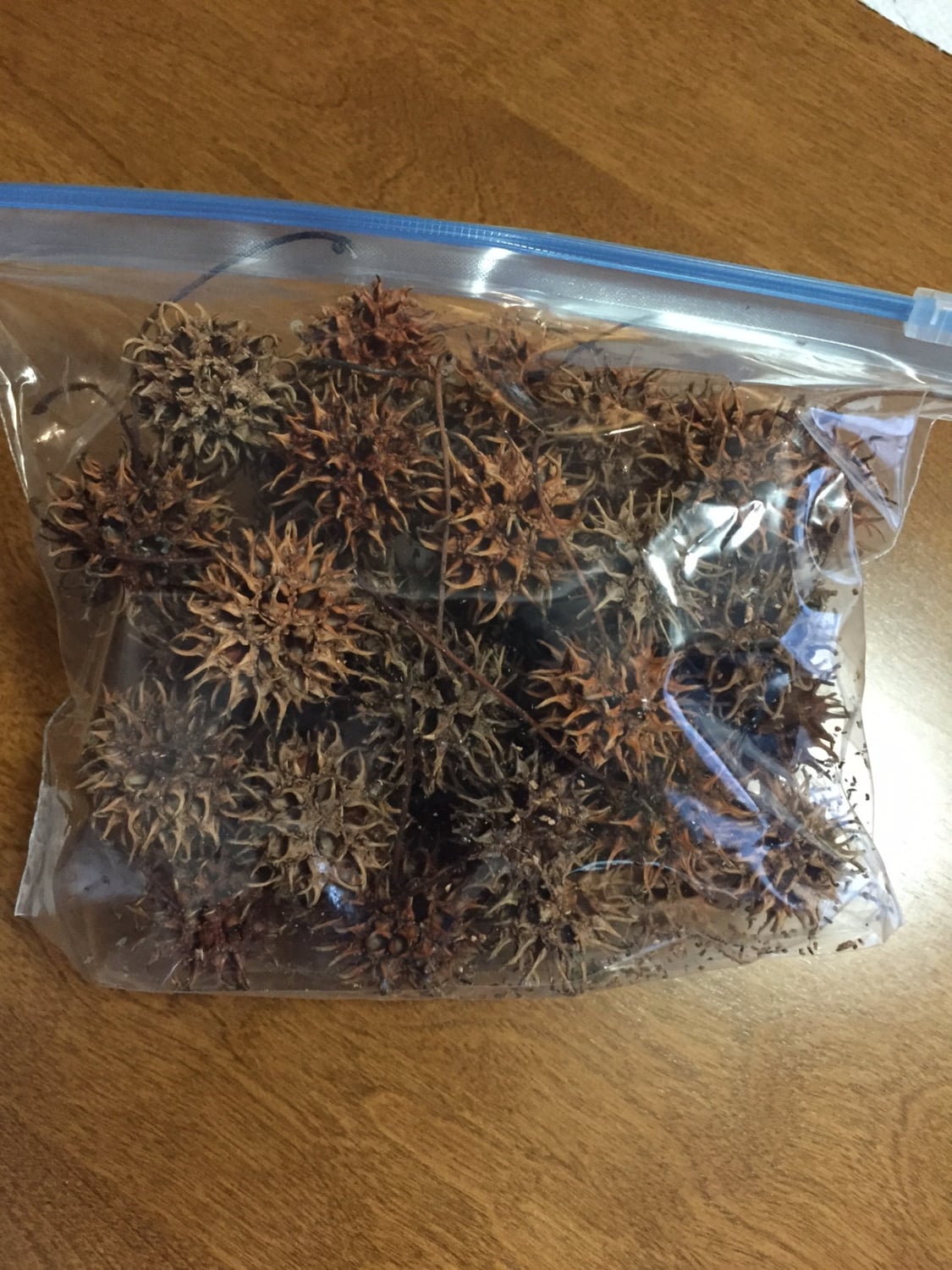 100 Sweetgum Tree (liquidambar) Spiked Ball Pods, Dried Crafts & Other ...