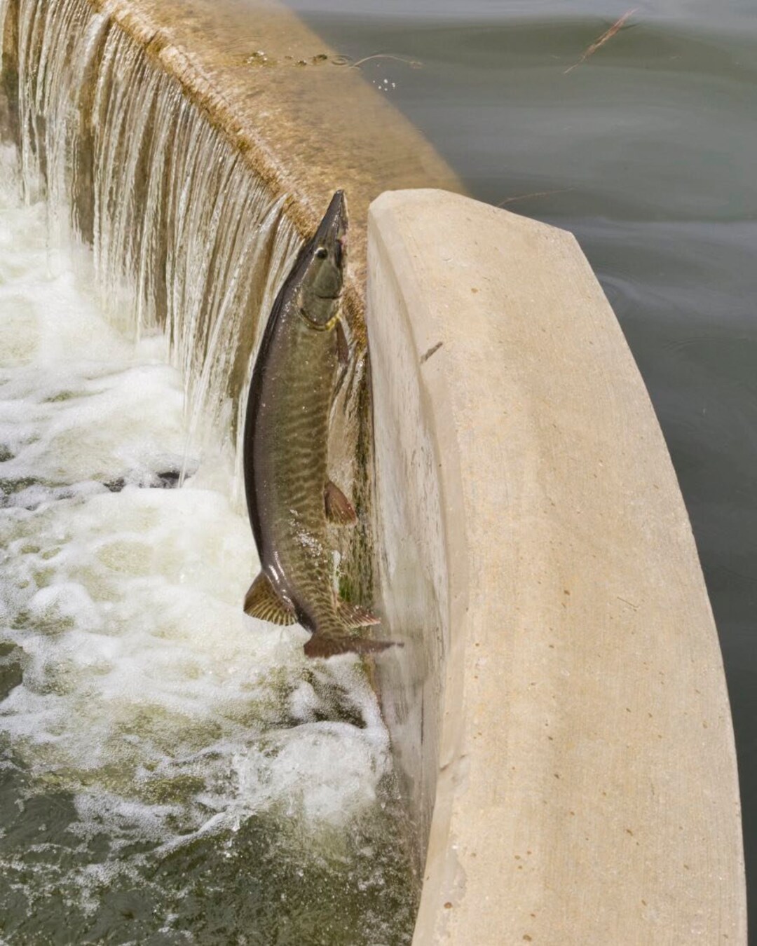Muskie Jumping Weir Into Lake Wingra 2, Madison,wisconsin Color ...
