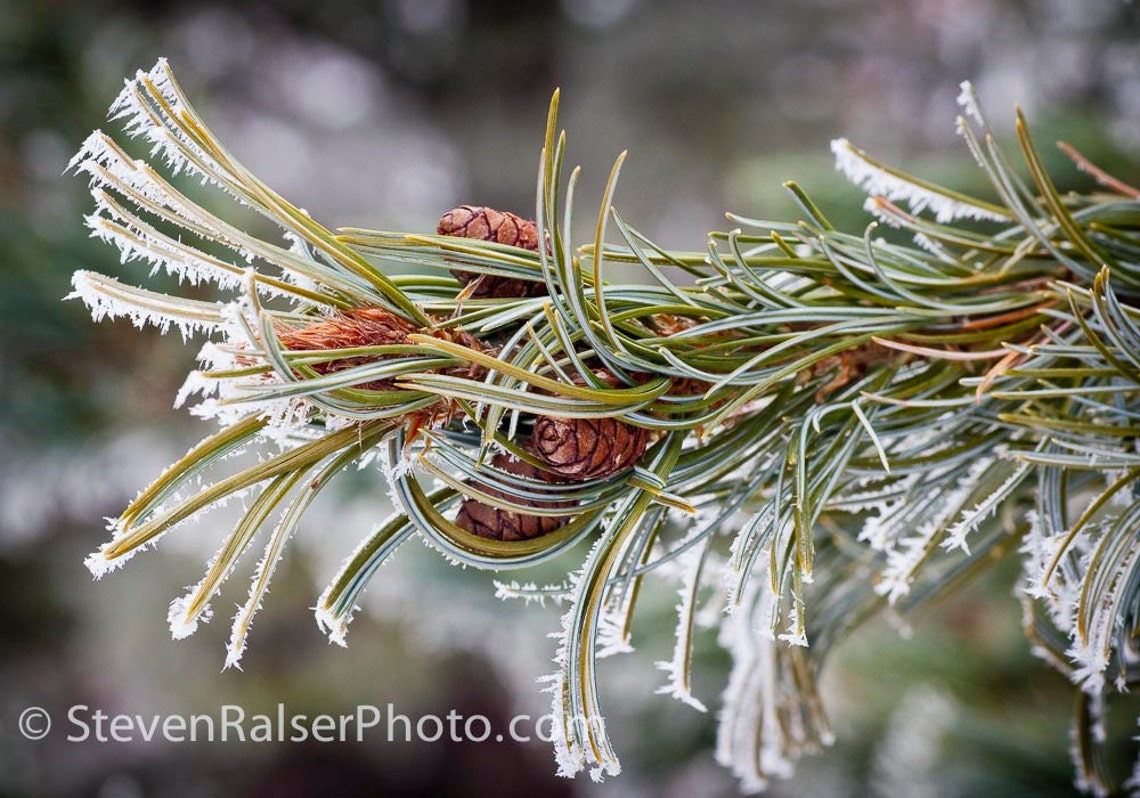 Hoar Frost in the UW Arboretum Color Photograph 2 - Etsy