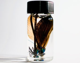 Wet specimens | Etsy