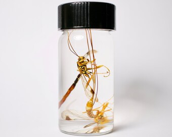 Wet specimens | Etsy