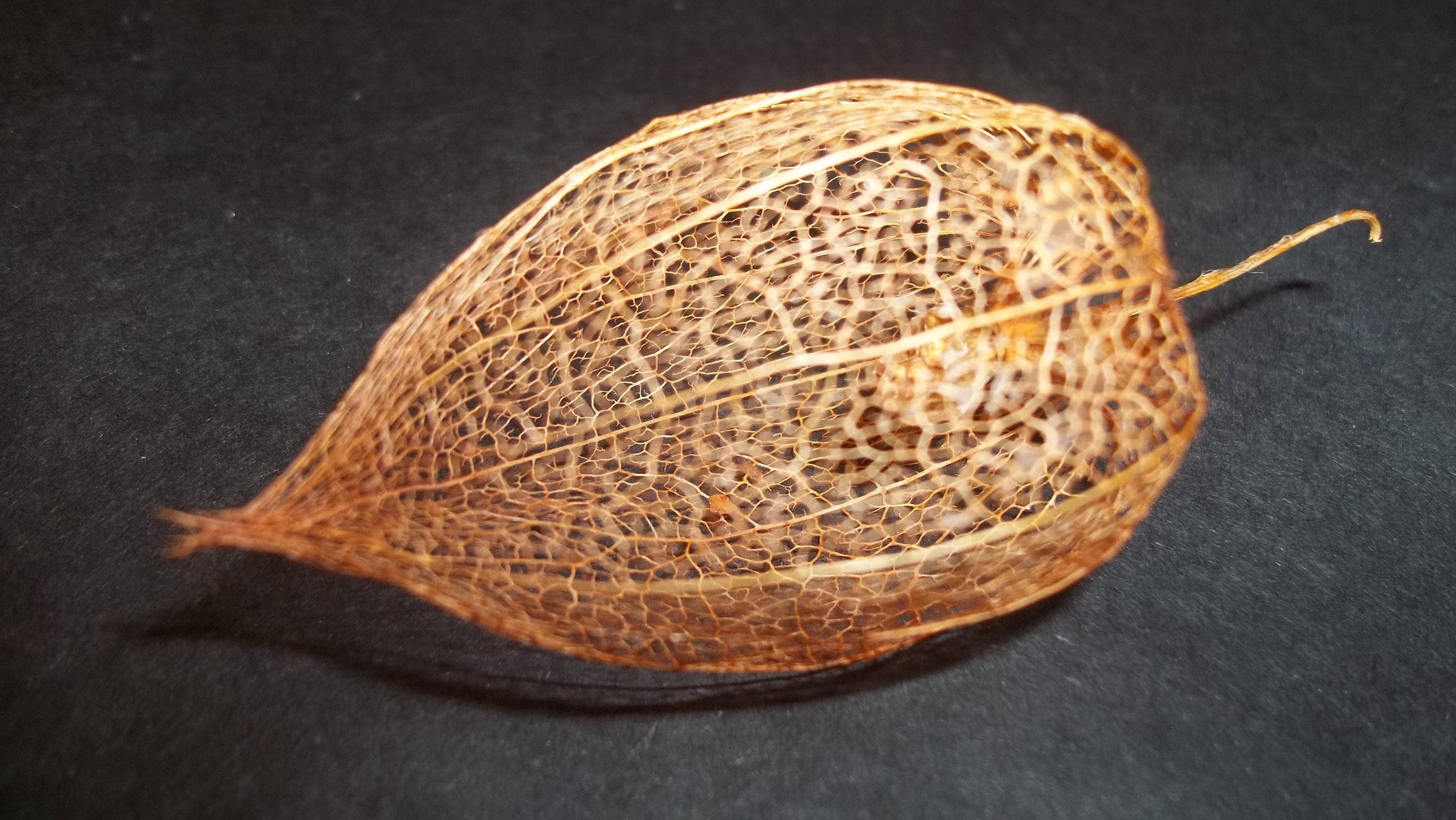 Five Dried Chinese Lantern Seed Pod Skeletons From Physalis | Etsy