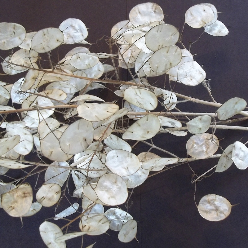 Dried Lunaria - Etsy