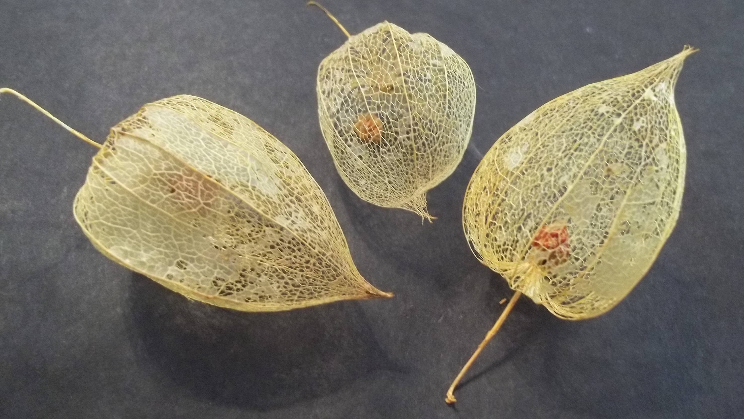 Five Dried Chinese Lantern Seed Pod Skeletons From Physalis | Etsy