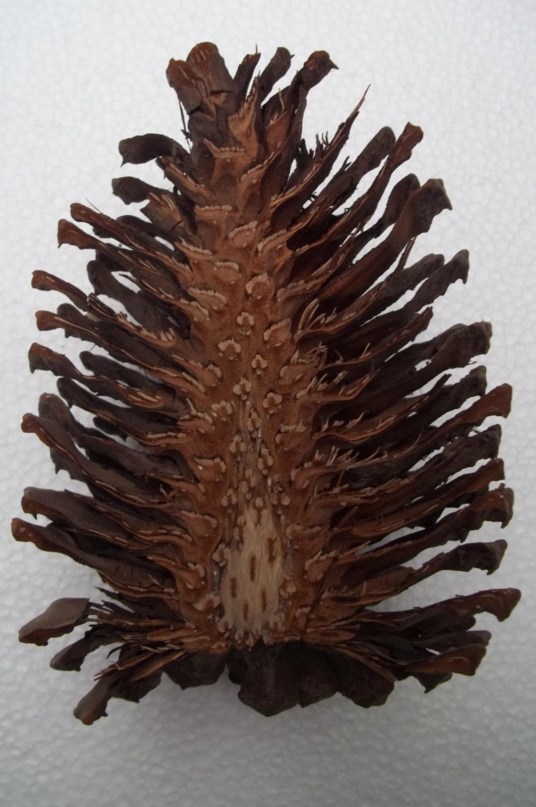 Cut Pine Cone Halves or Slices, Three Sizes, for Crafts or Decor - Etsy
