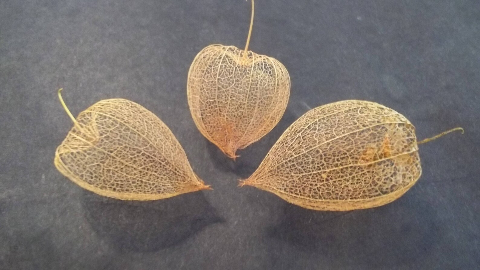 Five Dried Chinese Lantern Seed Pod Skeletons From Physalis - Etsy
