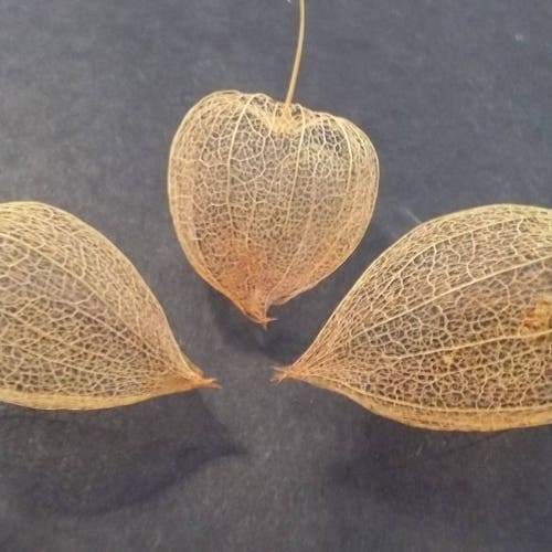Five Dried Chinese Lantern Seed Pod Skeletons From Physalis | Etsy