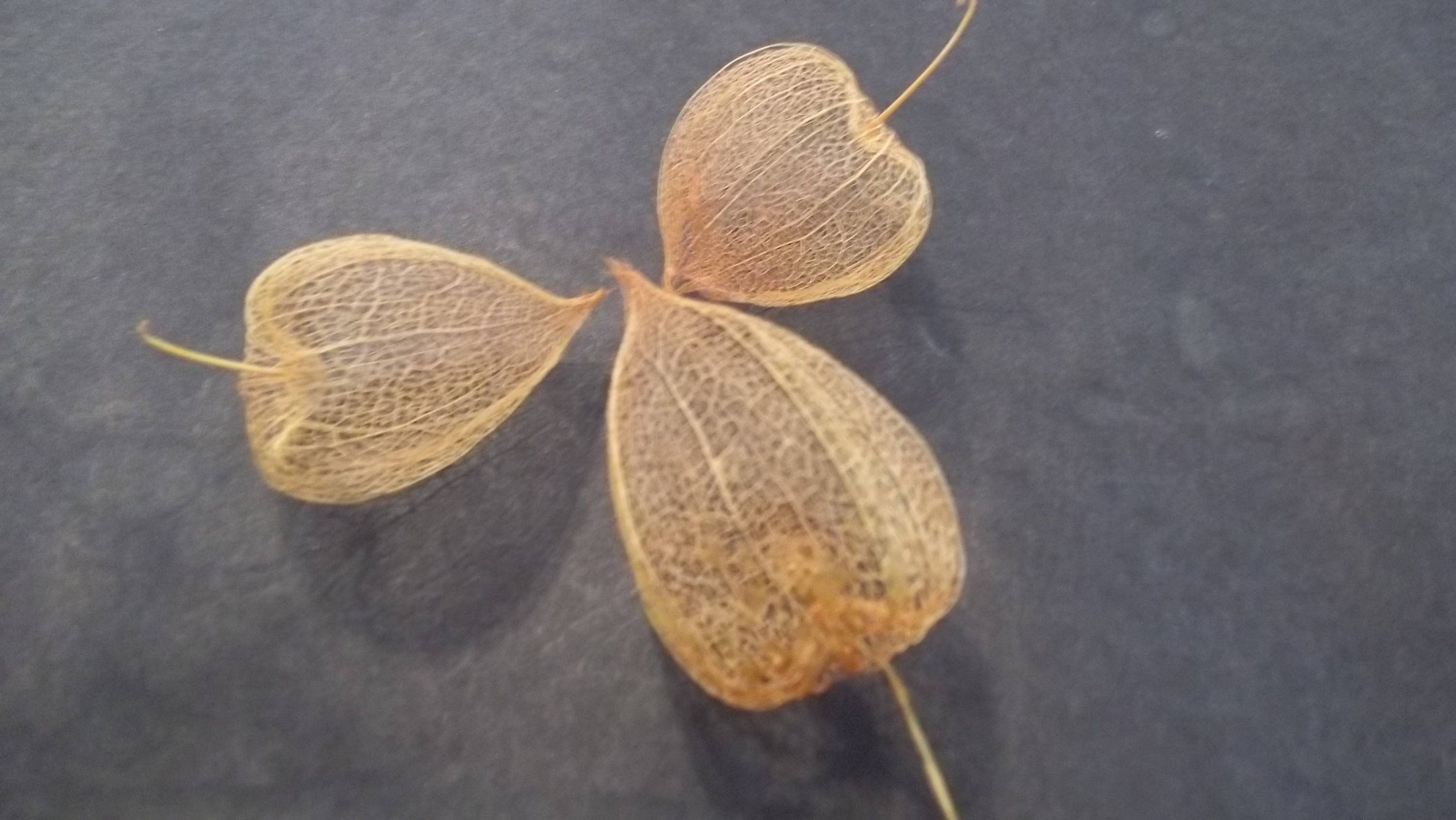 Five Dried Chinese Lantern Seed Pod Skeletons From Physalis | Etsy