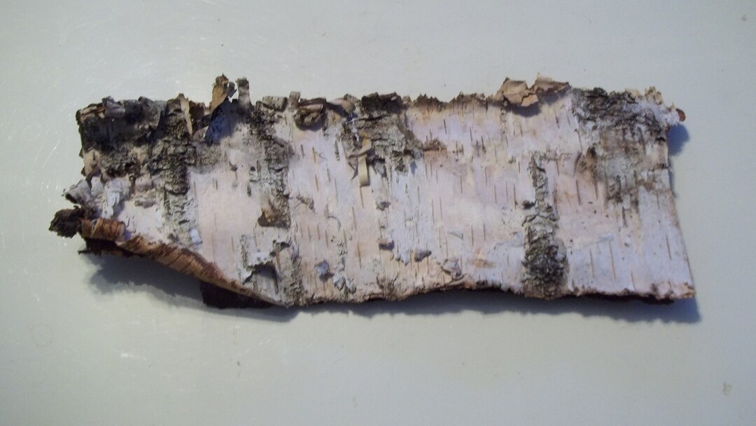Birch Bark Slabs, Multiple Sizes - Etsy