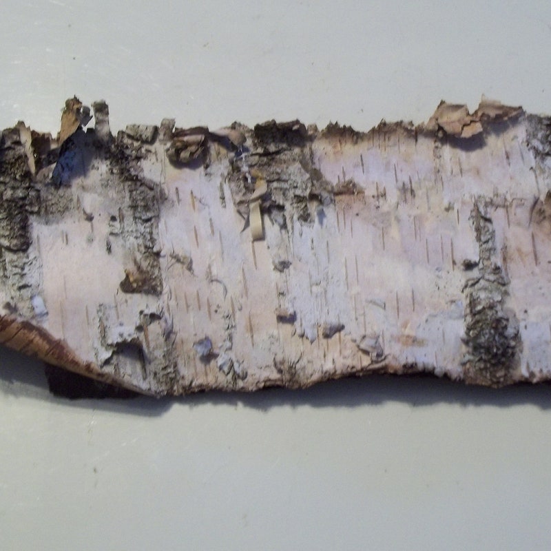 Birch Bark Sheets - Etsy