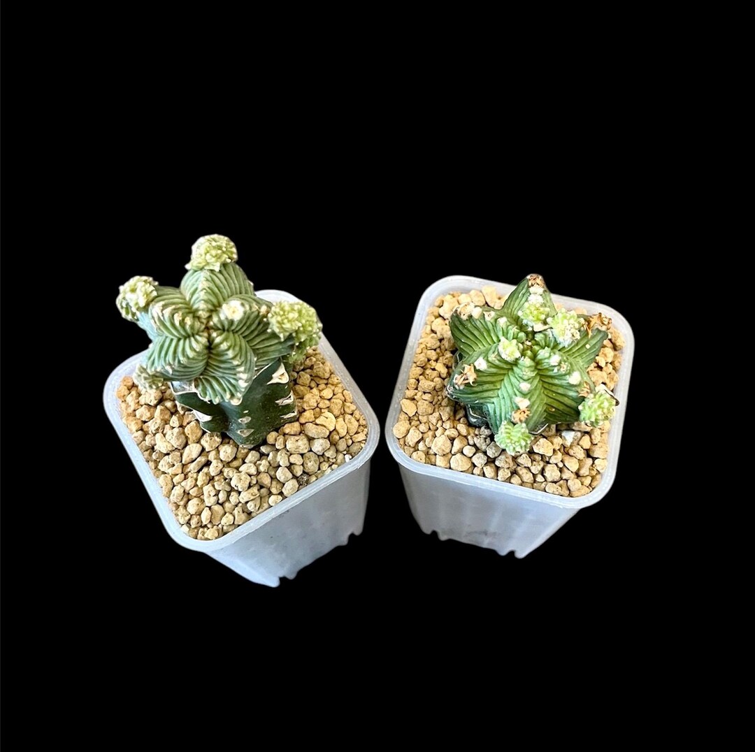 Aztekium Valdezii - Etsy