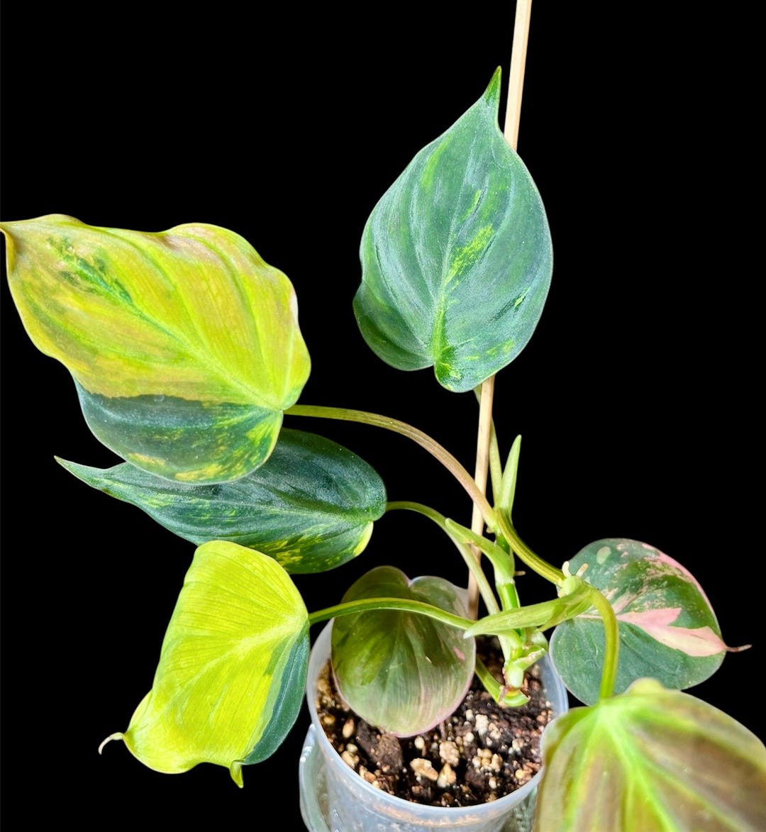 Philodendron Micans - Variegated - Etsy