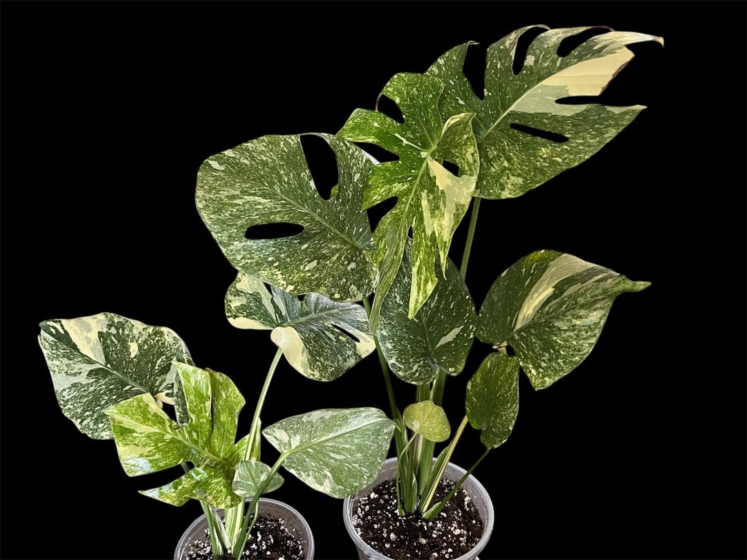 Monstera Green Snow - Large Mature Plant 23 Inches Tall - Exact Plant ...