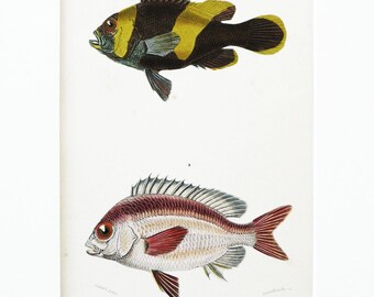 Northern Chimaera Fish Original 1841 Hand Colored Print - Etsy