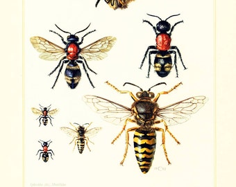 1960 Lucane cerf Volant Coleoptere. Illustration Insecte Xylophage ...