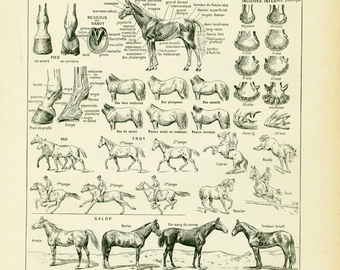 1930 Chevaux illustration originale Larousse sport Anatomie Races ...