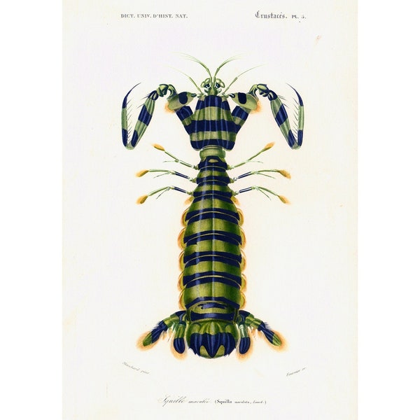 Mantis Shrimp - Etsy