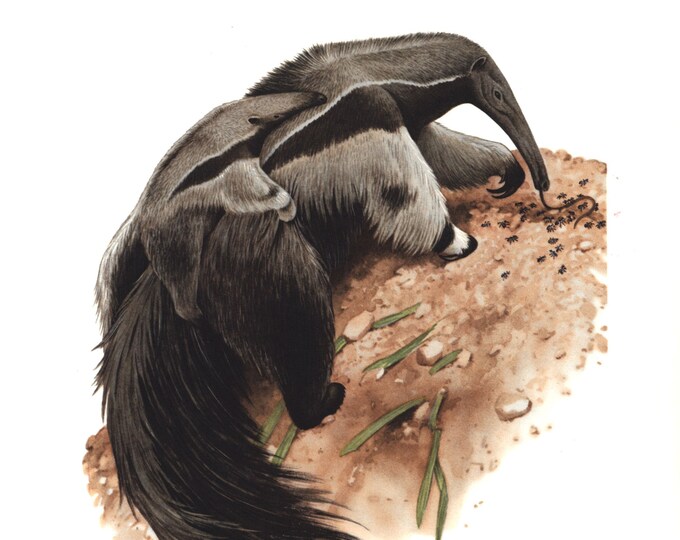 1974 Anteater Vintage Illustration , Animal Art Print, Wild Animal ...