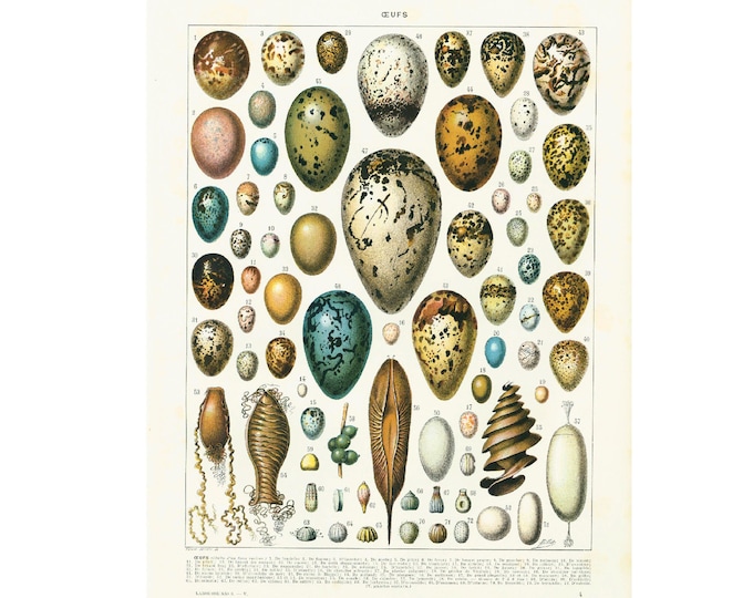 1933 Antique Eggs Identification Chart Print, Vintage Bird Eggs Print ...
