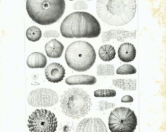 Fossils print | Etsy