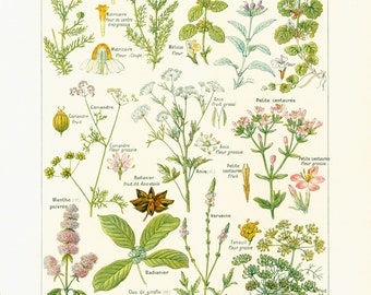 Planche botanique | Etsy