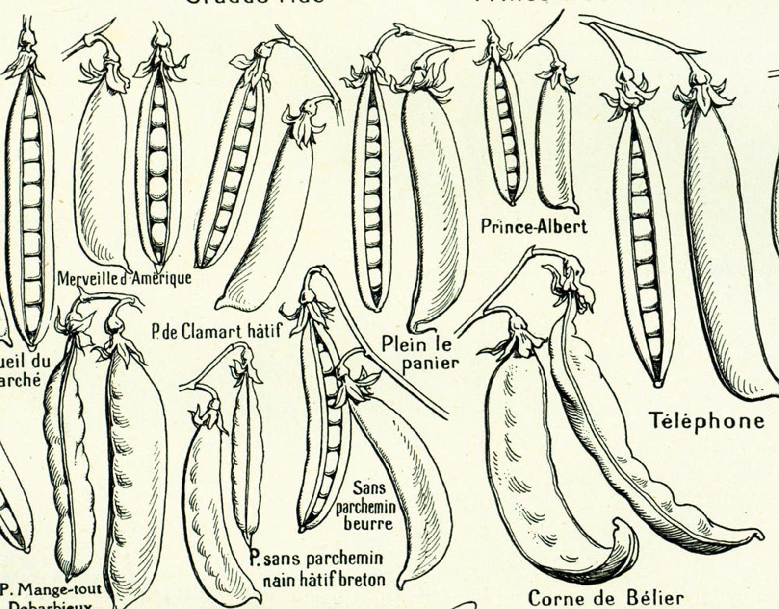1922 Antique Peas identification Chart Seeds Vintage Gardening | Etsy