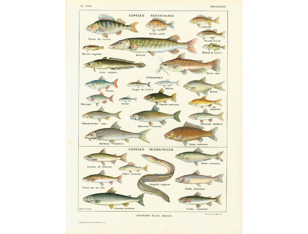 1922 Antique Fish Print. Vintage Fish Farming Illustration. Antique ...