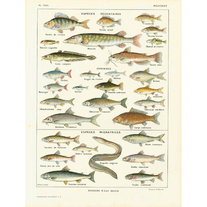Antique Fish Print - Etsy