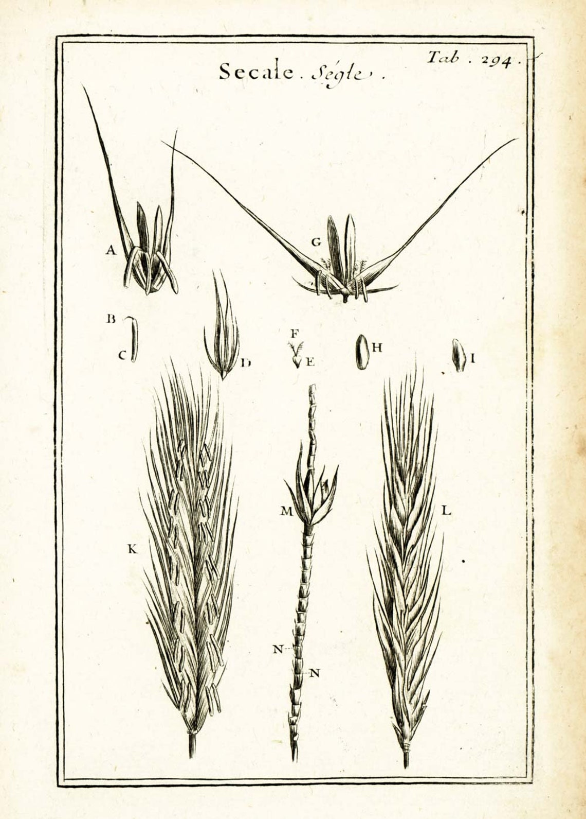 1797 Antique Rye Print Corn Cereal Grain Botanical Farming Agriculture ...