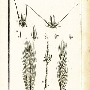 1797 Antique Rye Print Corn Cereal Grain Botanical Farming Agriculture ...