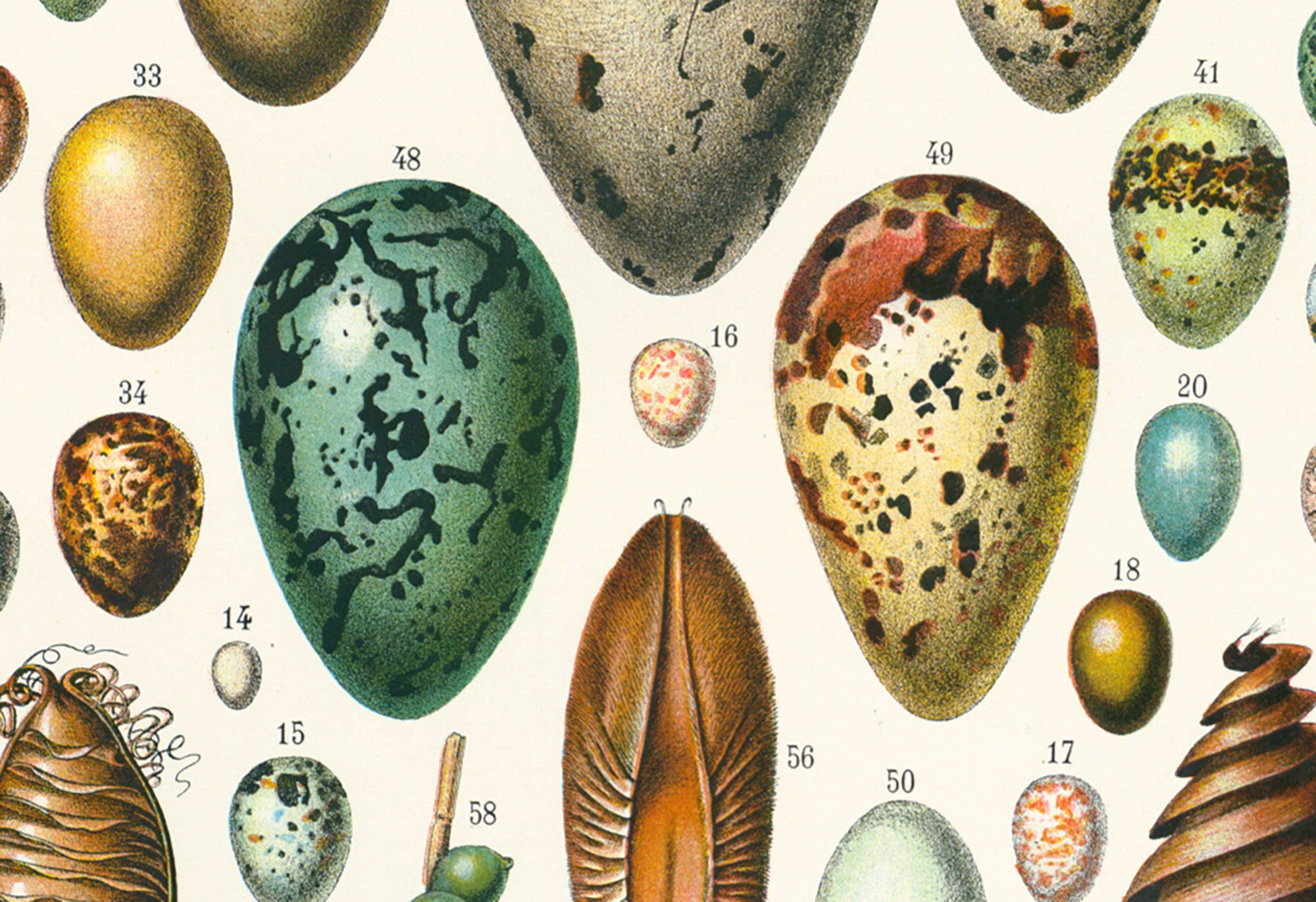 1933 Antique Eggs Identification Chart Print Vintage Bird | Etsy