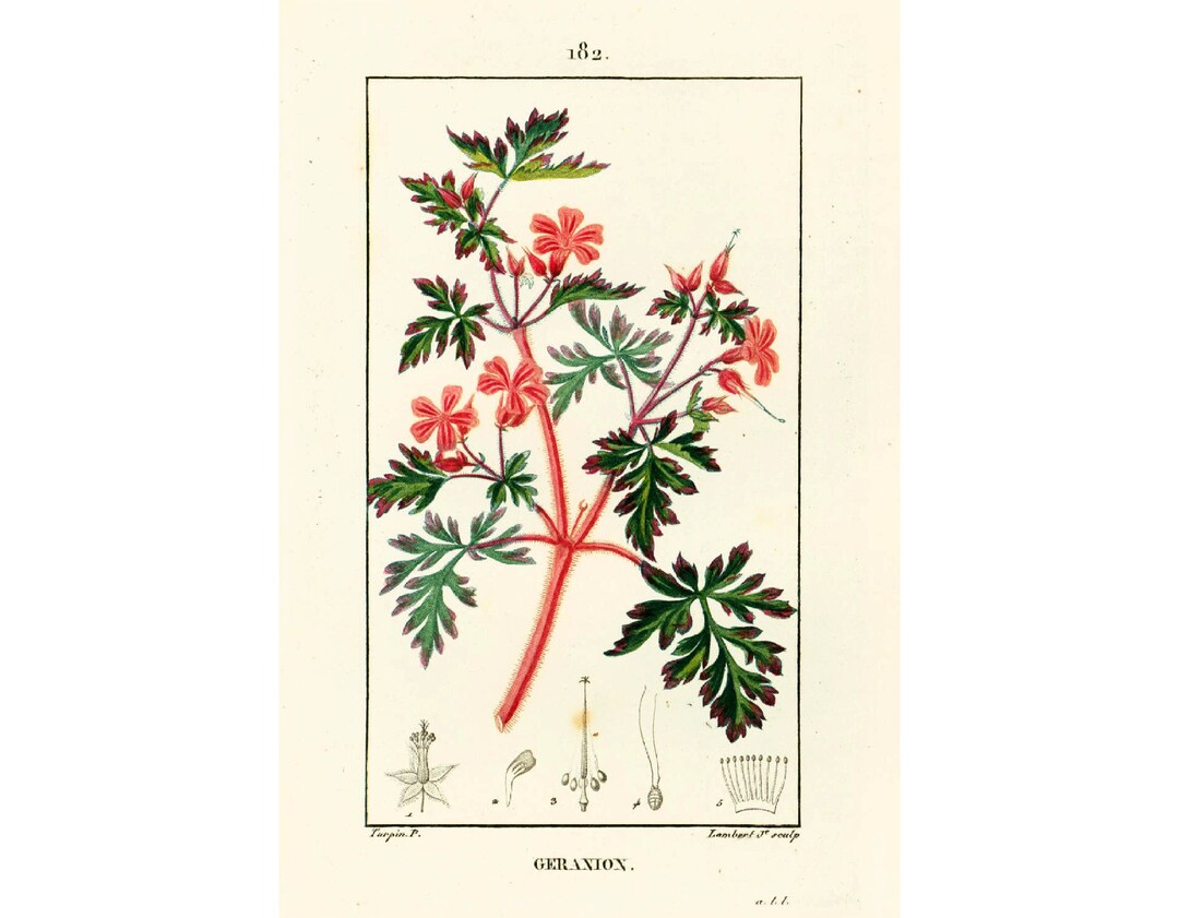 1814 Géranium Planche Botanique Ancienne, Flore Médicale Chaumeton ...