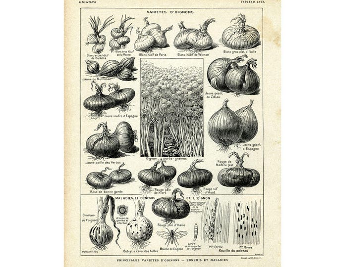 1922 Onion Chart Vintage Vegetable Print Antique Onion Print - Etsy
