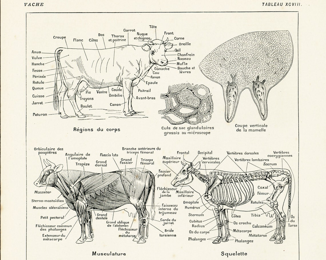 1922 Vache Bovin Bovidés Anatomie Animale. Vétérinaire. - Etsy France