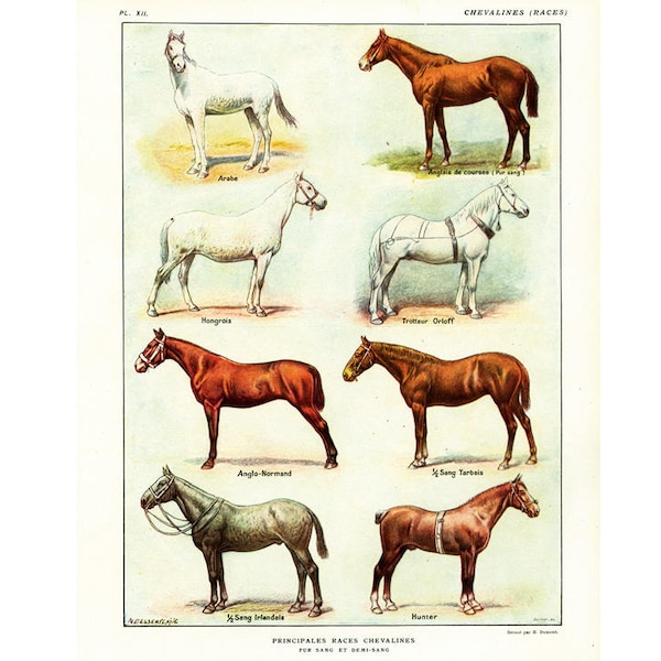 Horse Breed Chart - Etsy