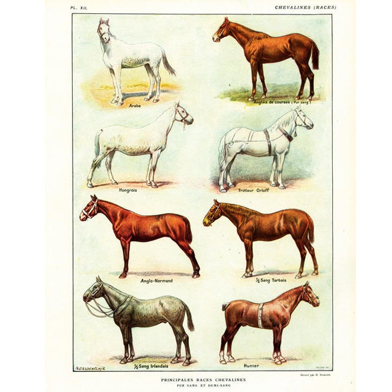 Horse Breed Chart - Etsy