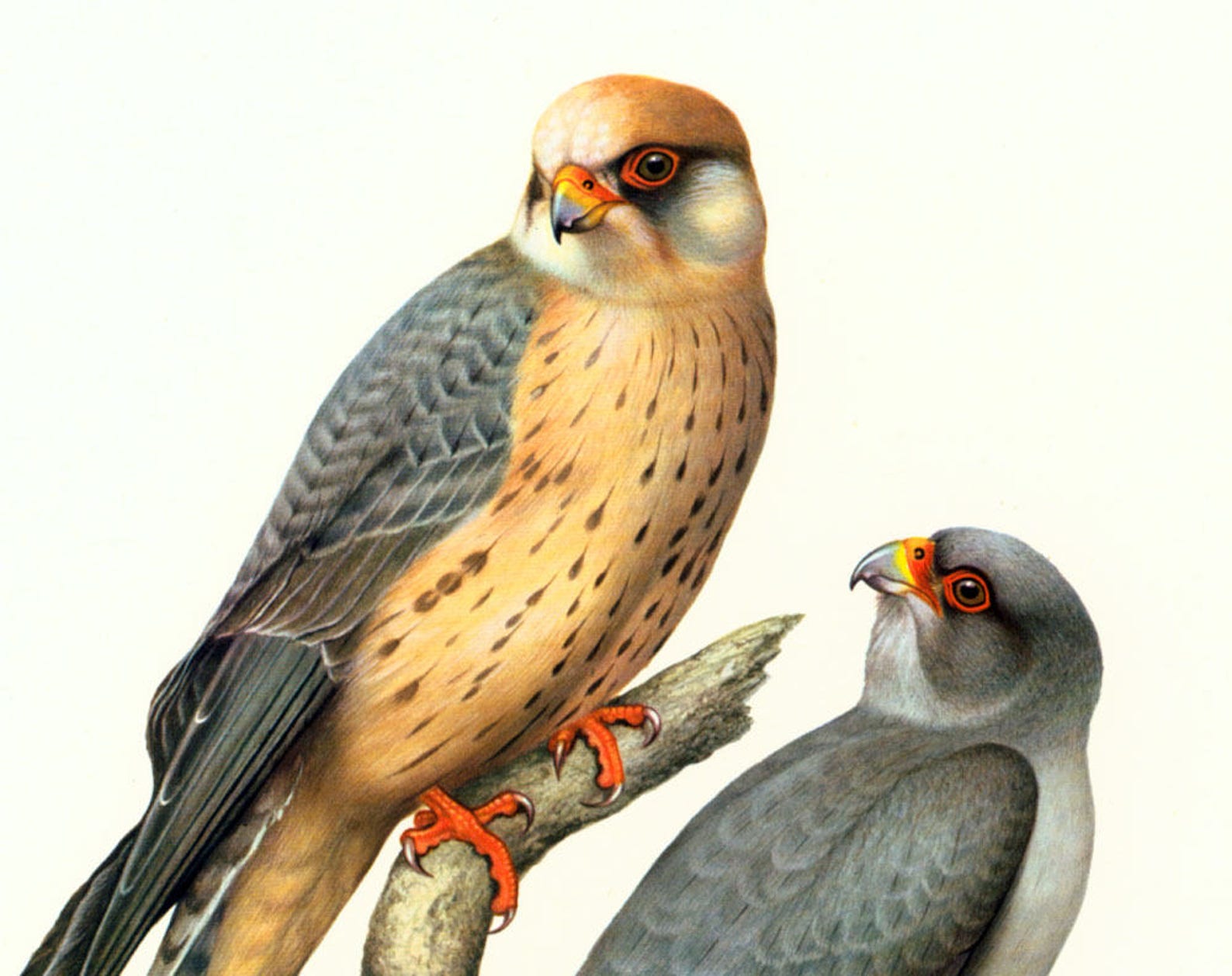 1961 Falcon Print, Red Footedfalcon Wall Art, Bird of Prey Illustration ...