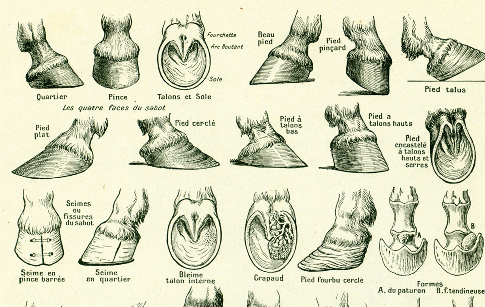 1922 Antique Anatomy Print Horse Hoof. Horse Identification | Etsy