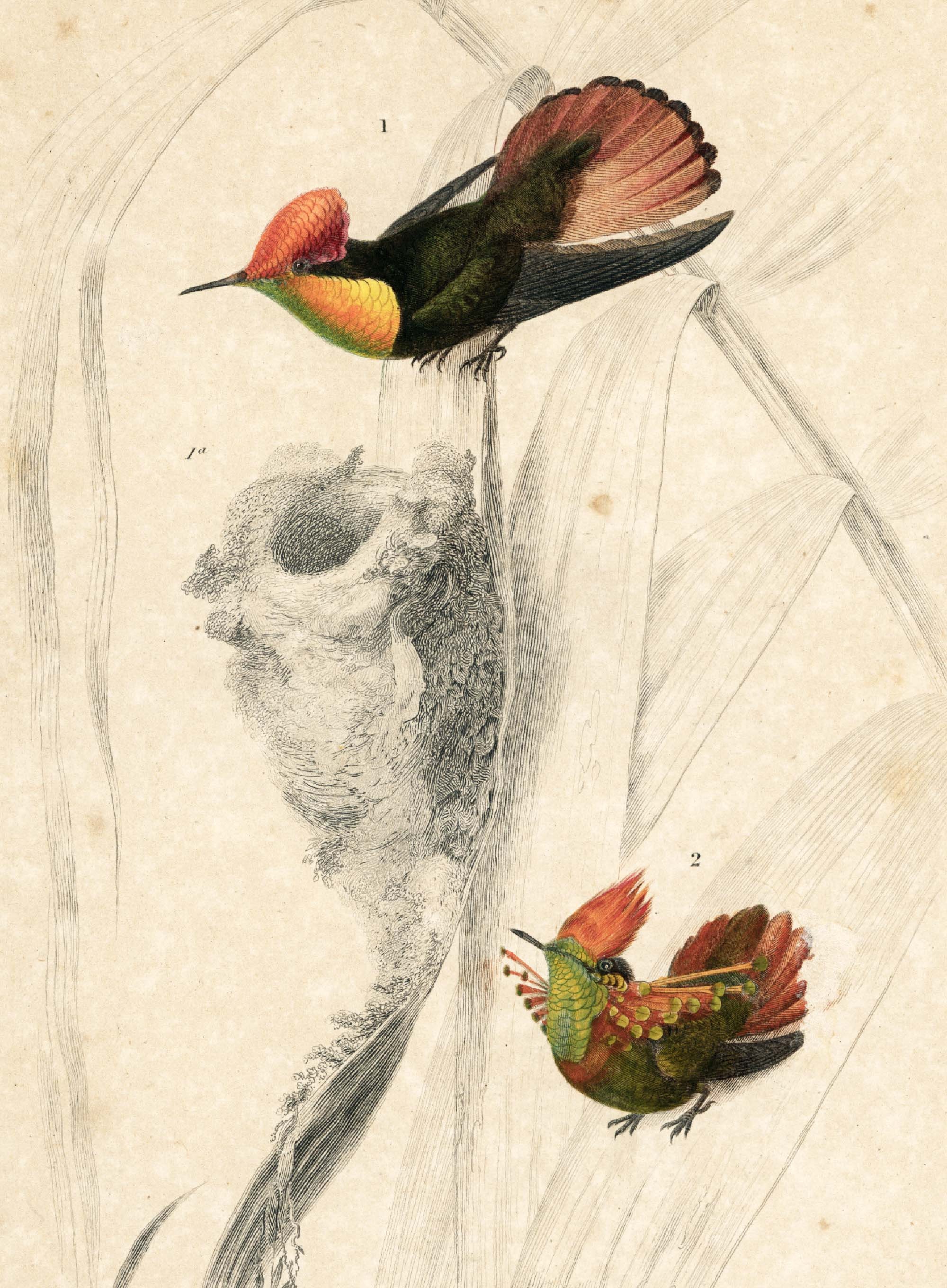 1861 Hummingbird and Nest Antique Engraving Hand Colored | Etsy