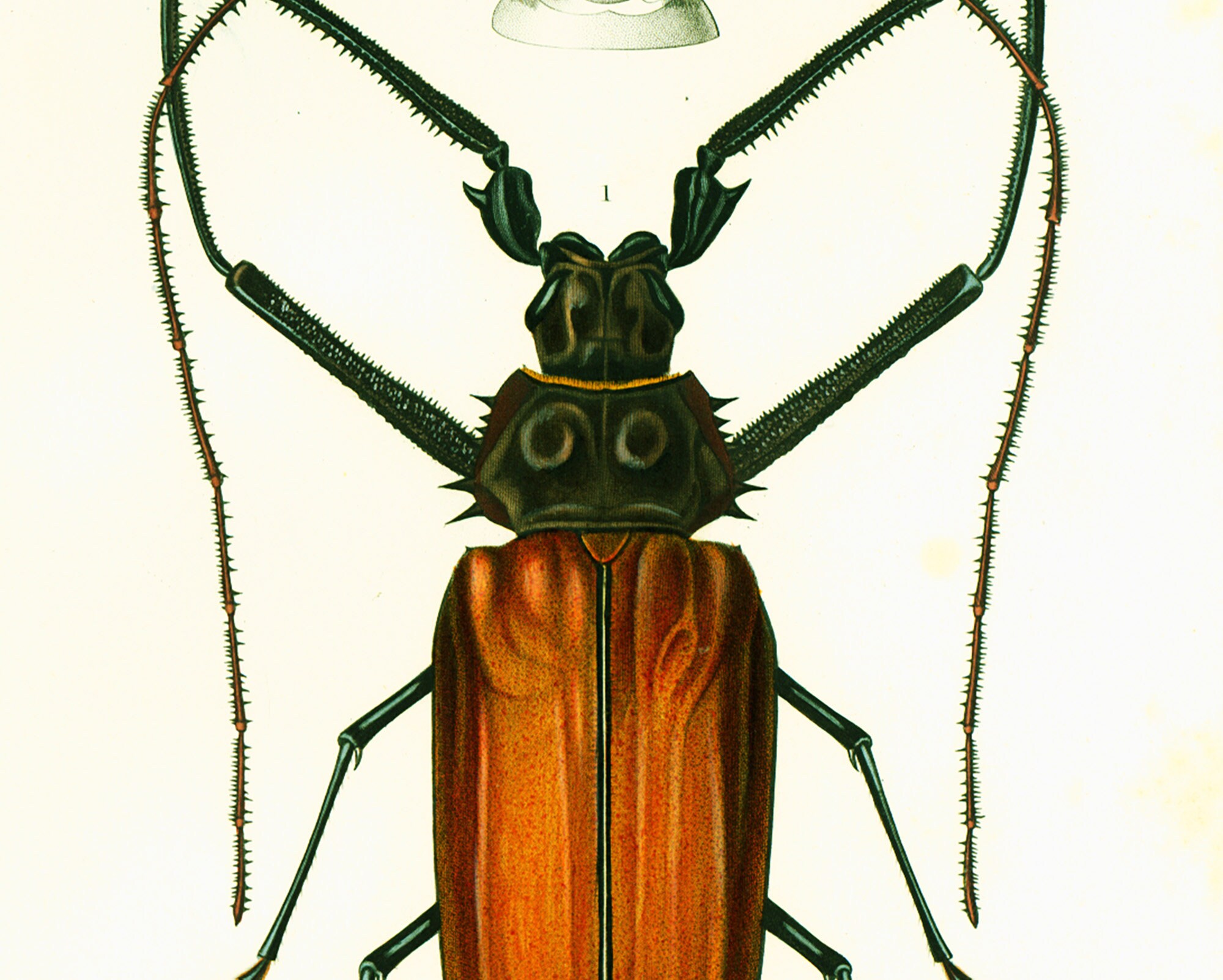 1861 Original Print Insects Coleoptera Beetles Orbigny Antique | Etsy