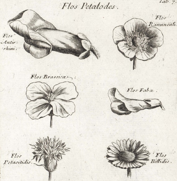Flower Sepal