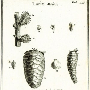 1797 Antique Larches Larix Seeds Cones Coniferous Tree Print Botanical ...