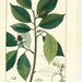 1814 Antique European Beech Leaf Tree Print Plant Natural History ...